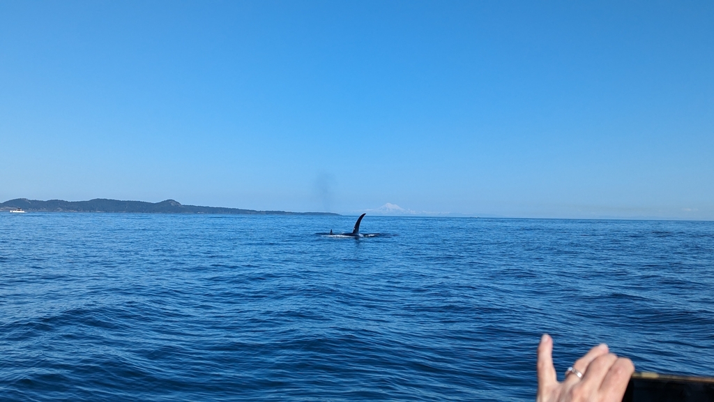 Orca from Capital, BC, Canada on March 19, 2024 at 03:09 PM by Jessi ...