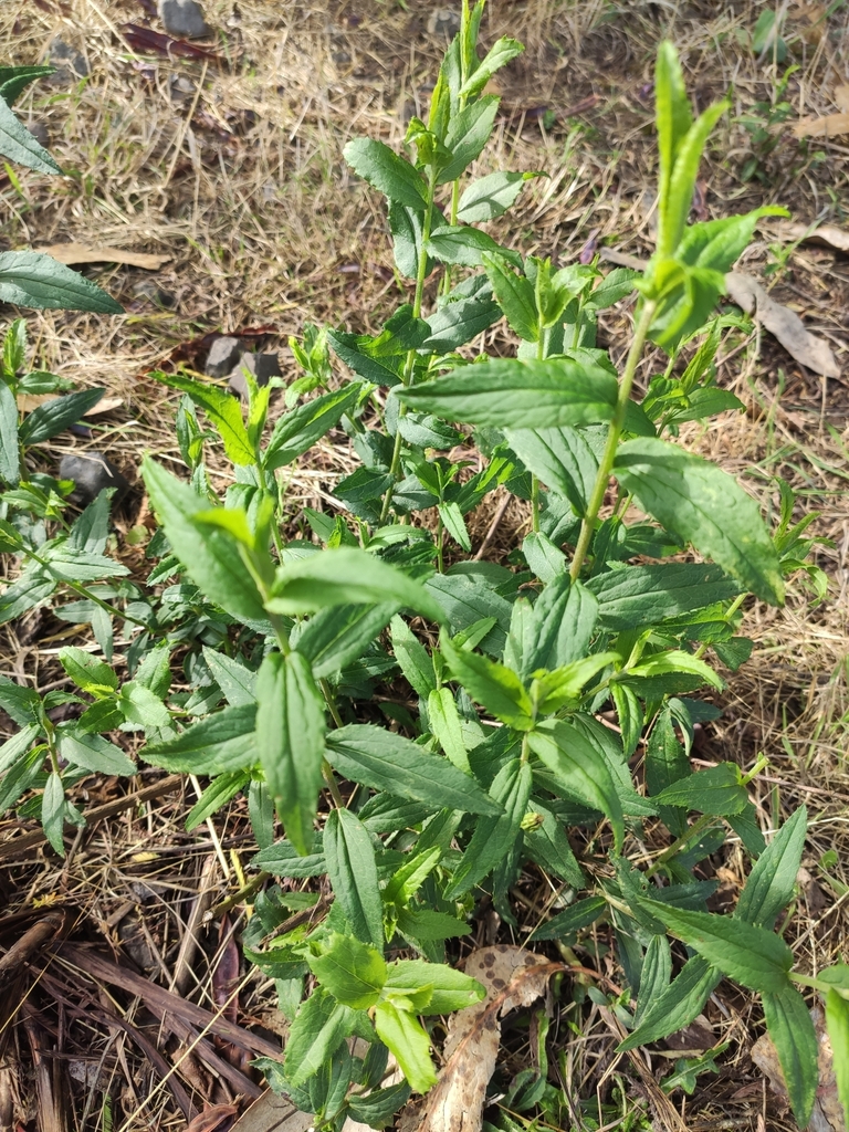 Baccharis racemosa from 4090340 Concepción, Bío Bío, Chile on March 21 ...