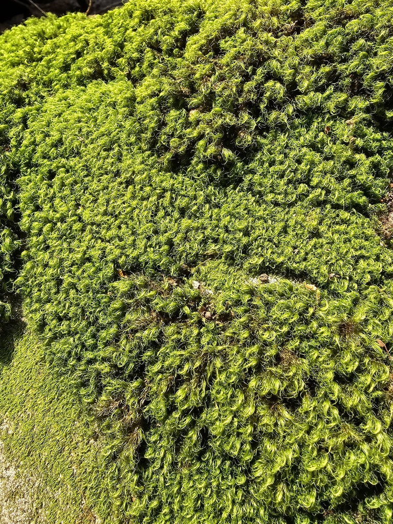 boulder broom moss from Cook Township, PA, USA on March 22, 2024 at 11: ...