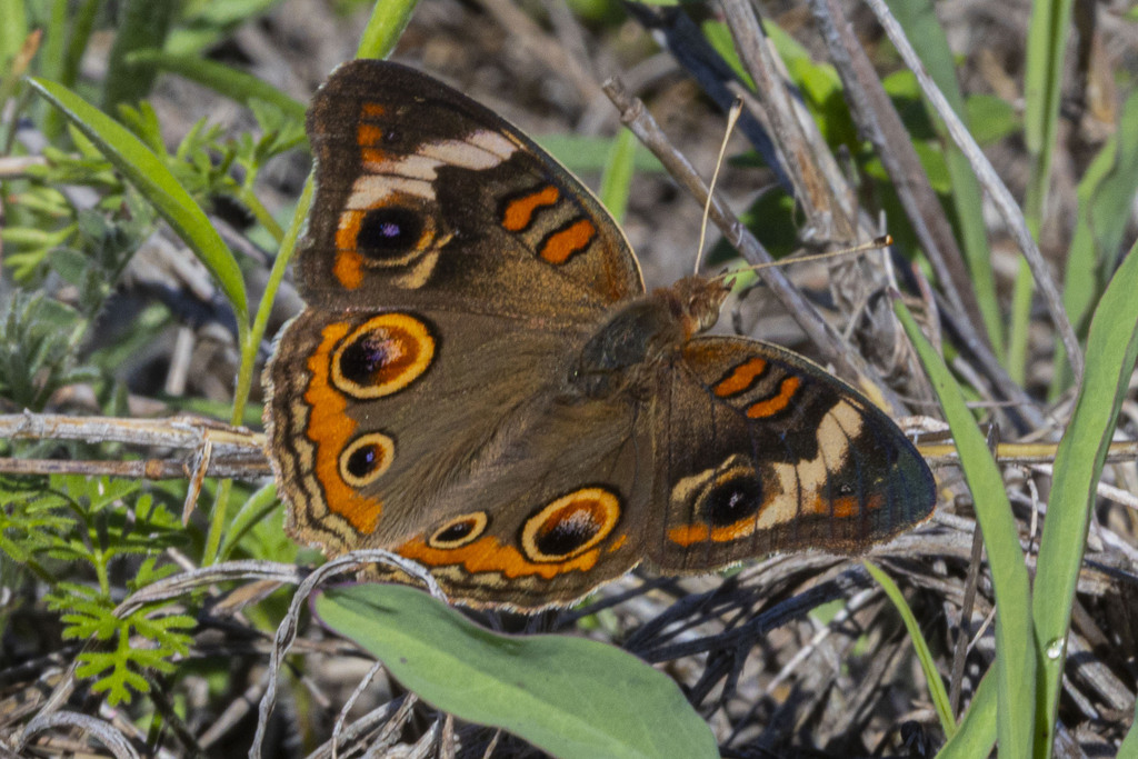 Common Buckeye from Comal County, TX, USA on March 22, 2024 at 10:26 AM ...