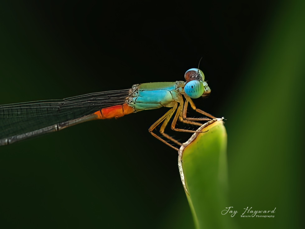 Orange-tailed Marsh Dart from Singapore on February 29, 2024 at 10:18 ...