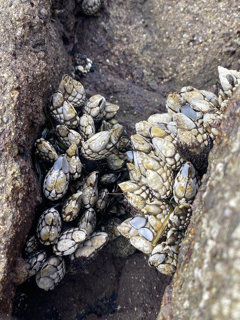 Gooseneck Barnacle from Bahía de Todos Santos, MX on March 22, 2024 at ...