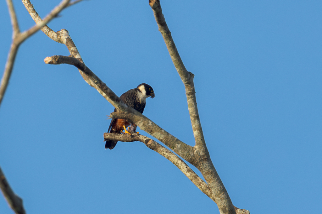 Bat Falcon from Alajuela Province, Los Chiles, Costa Rica on March 1 ...