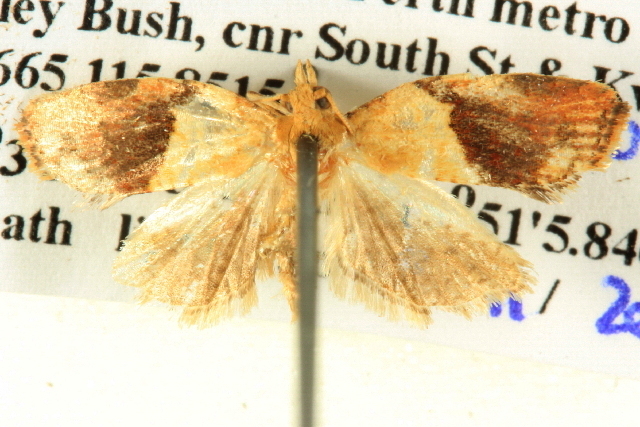 Light Brown Apple Moth from Perth WA, Australia on November 1, 2004 at ...