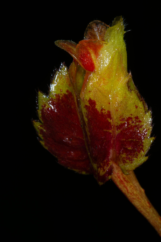 (Columnea floribunda) - Botanical Realm
