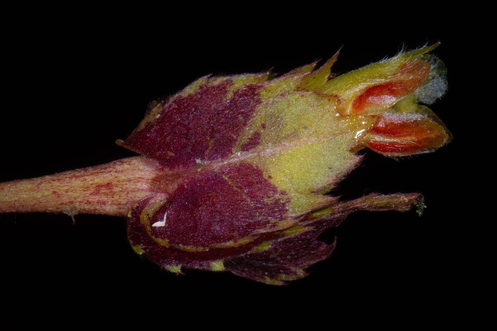(Columnea floribunda) - Botanical Realm
