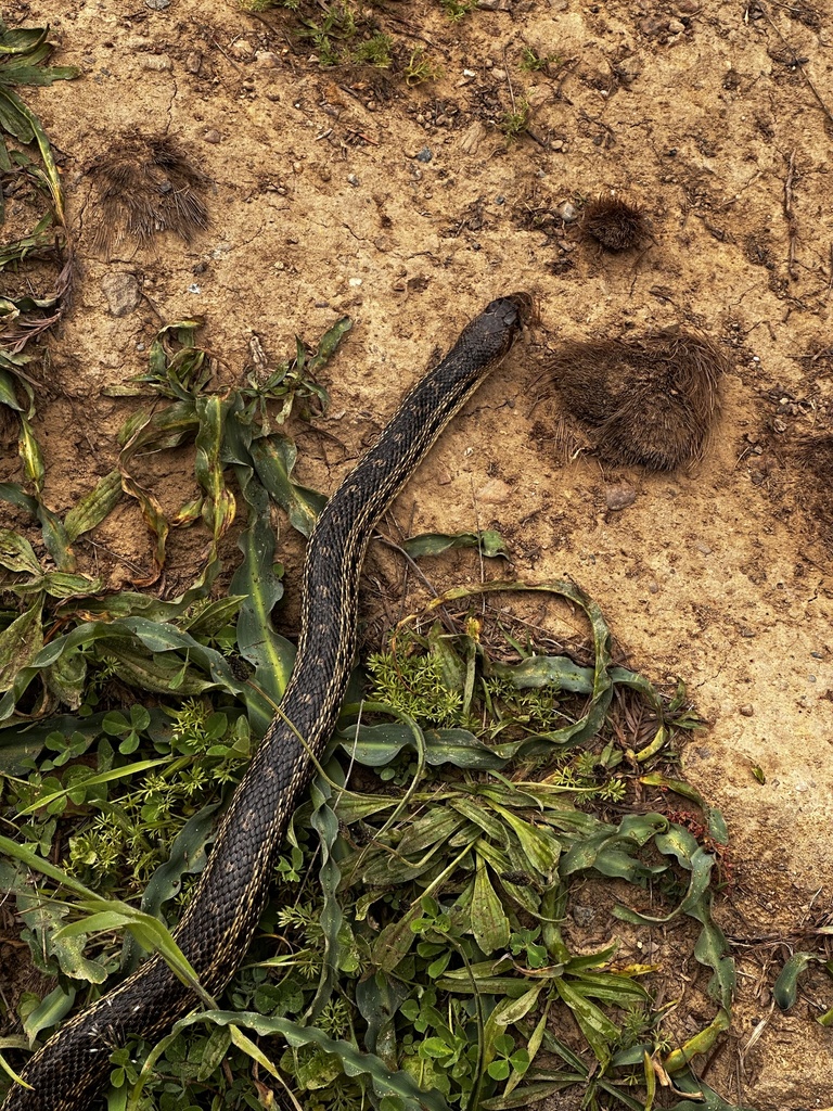 Pacific Gopher Snake from Shaver Grade Rd, Fairfax, CA, US on March 22 ...