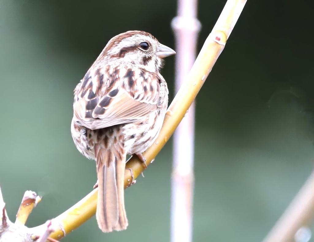 Song Sparrow from Second Woods Park, St. Catharines, ON, Canada on ...