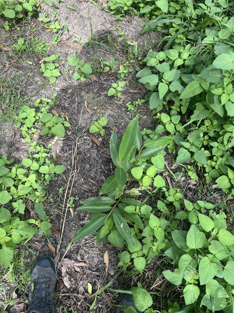 Native Ginger from Brisbane QLD, Australia on March 23, 2024 at 09:55 ...