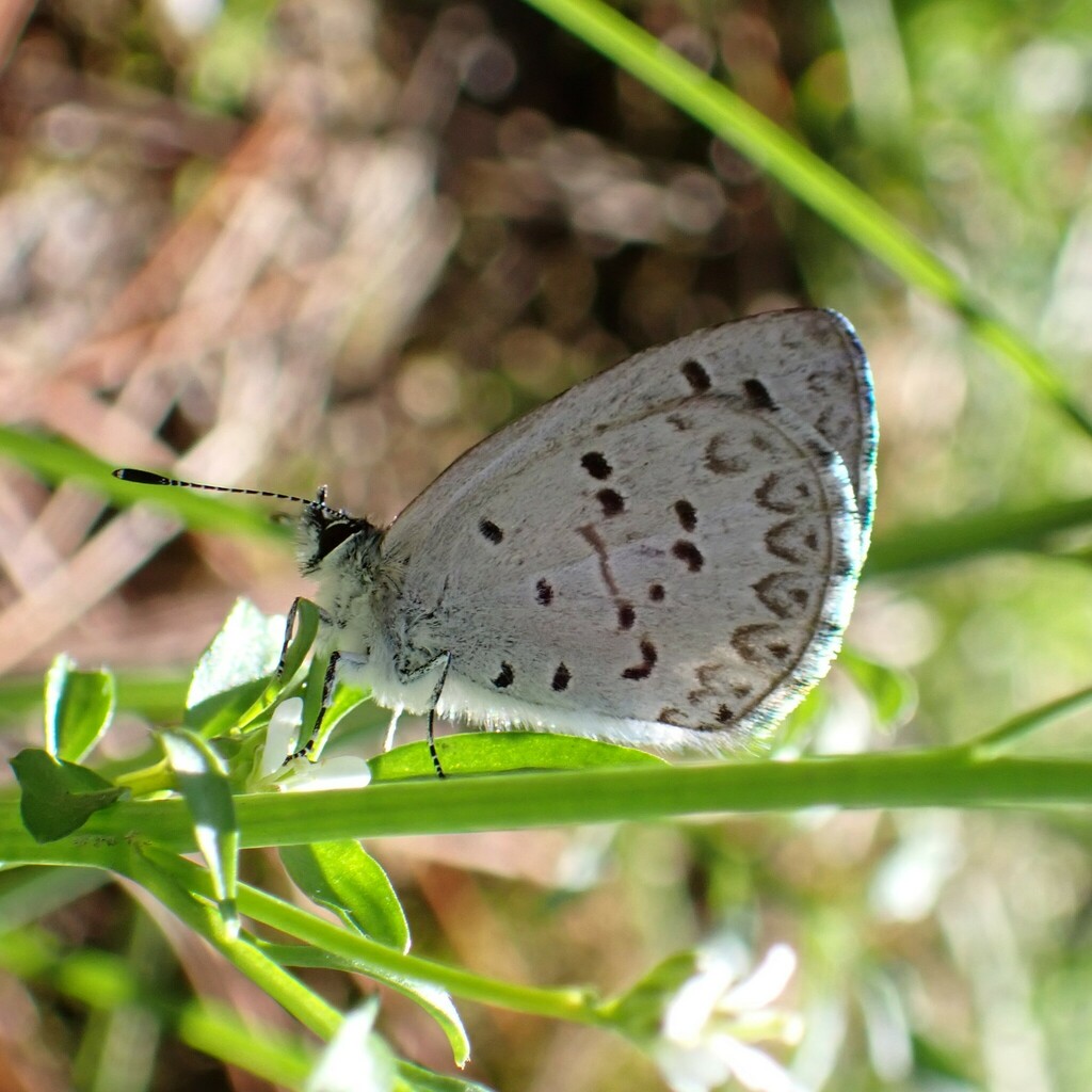 Spring Azure from Boone County, MO, USA on March 15, 2024 at 04:08 PM ...