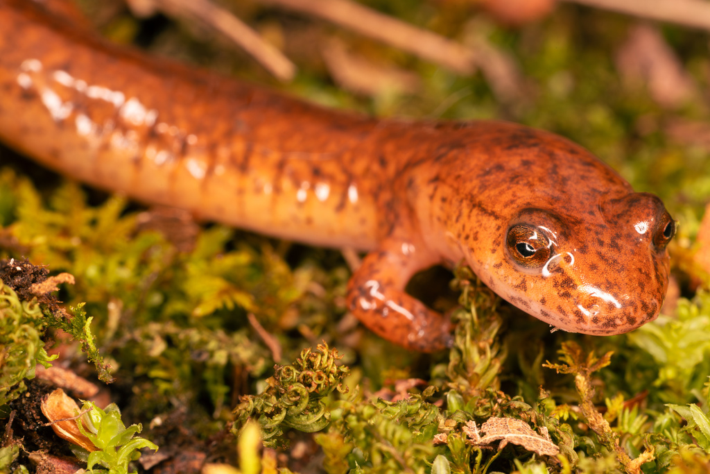 Northern Spring Salamander in March 2024 by Henry Seilheimer · iNaturalist
