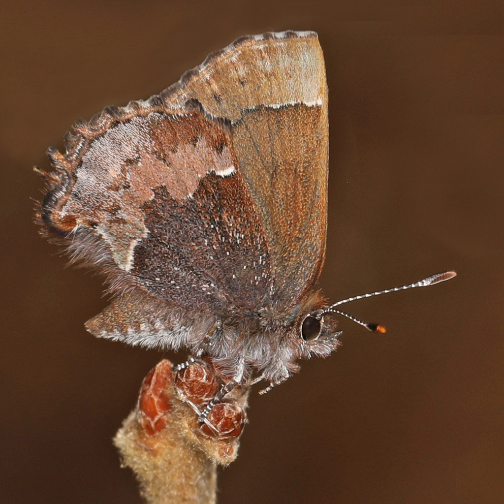 Henry's Elfin from Fairfax County, VA, USA on March 20, 2024 at 01:08 ...