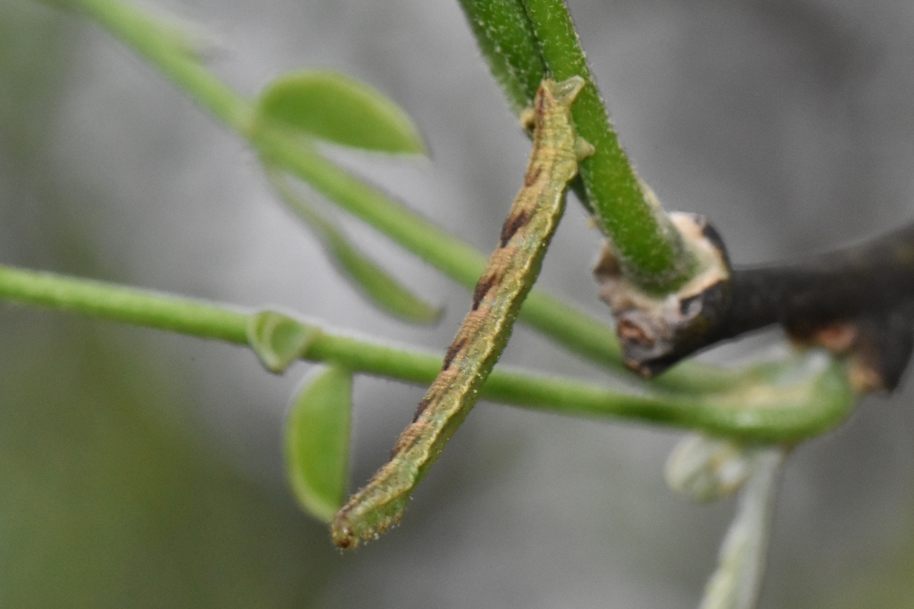 Pug Moths from Cedar Hill, TX, USA on March 15, 2024 at 12:03 PM by ...