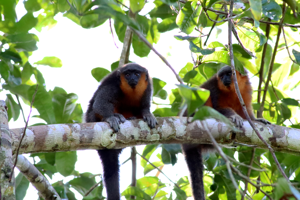 Prince Bernhard's Titi (Plecturocebus bernhardi) - Know Your Mammals