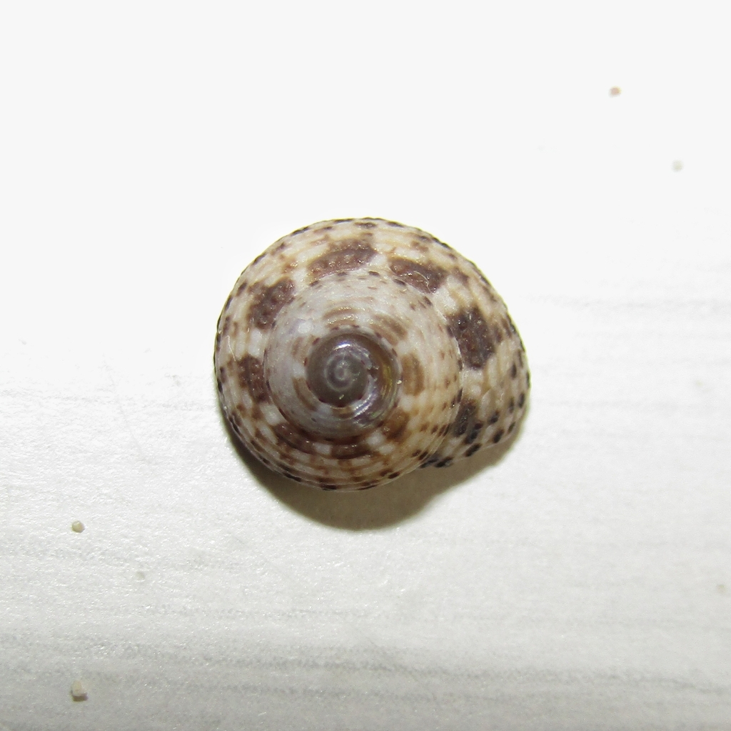 Clanculus maxillatus from Marmion, AU-WA-JO, AU-WA, AU on March 23, 2024 at 08:00 AM by Victoria ...