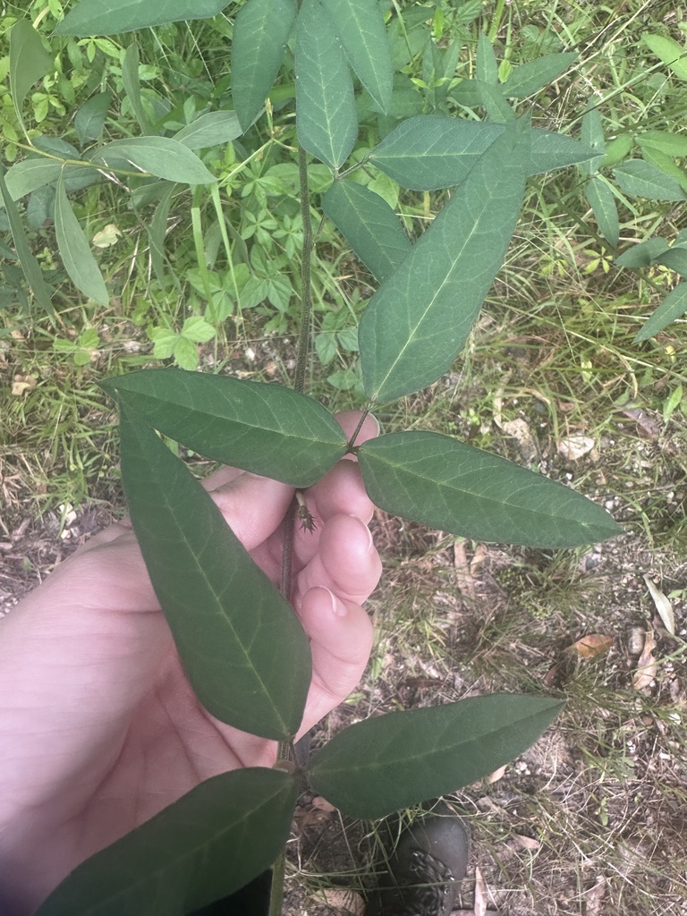 Phasey Bean from Coopernook, NSW, AU on March 23, 2024 at 08:10 AM by ...