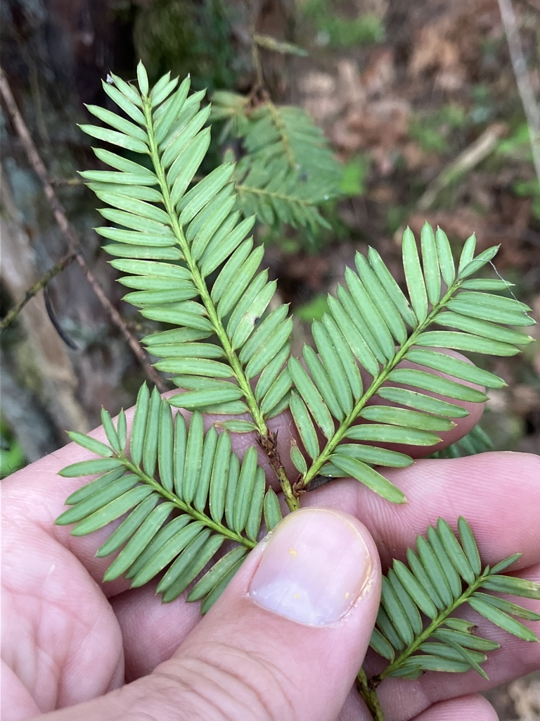 Pacific yew from OR-99E, Oregon City, OR, US on March 22, 2024 at 05:19 ...