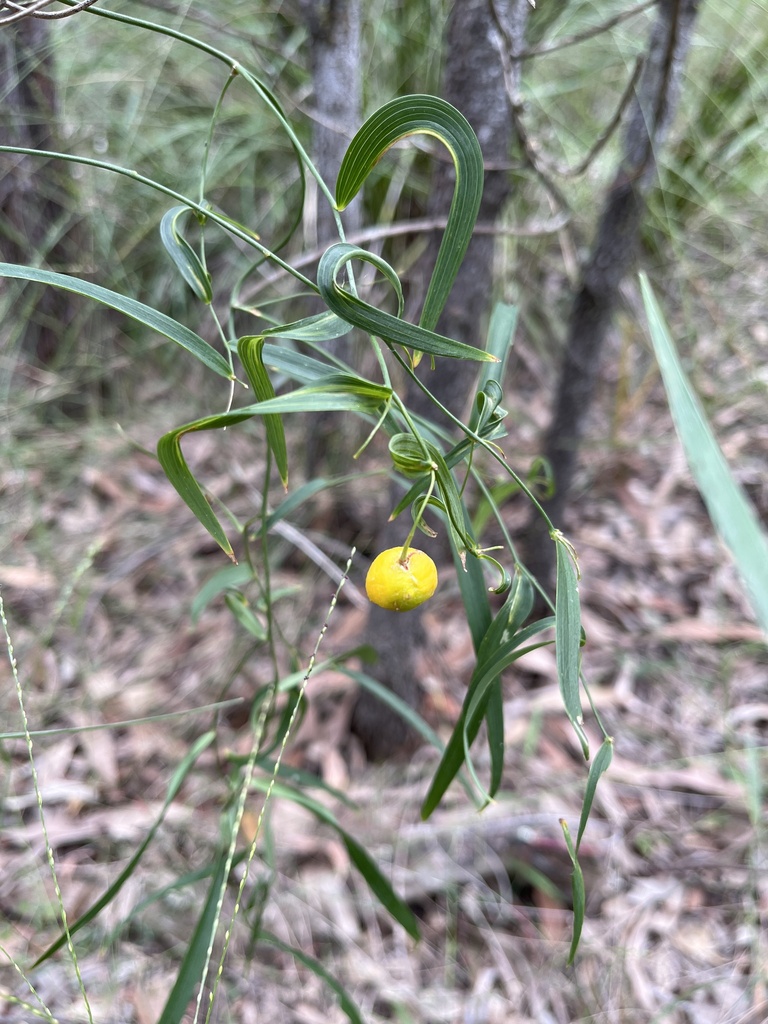 Wombat Berry from Huntingdale Dr, Greenbank, QLD, AU on March 23, 2024 ...