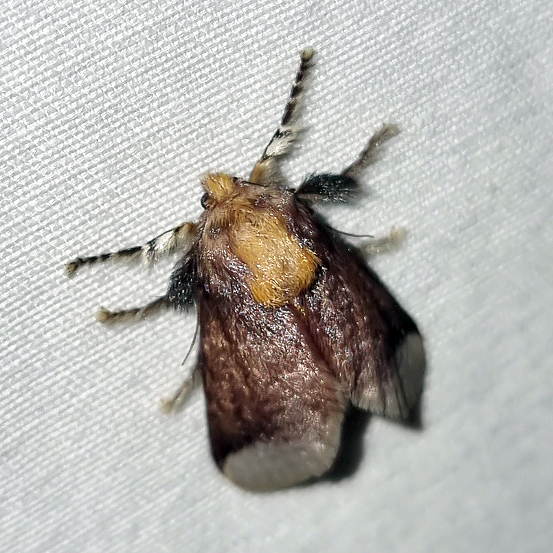 Painted Cup Moth from Mandurang VIC 3551, Australia on March 22, 2024 ...