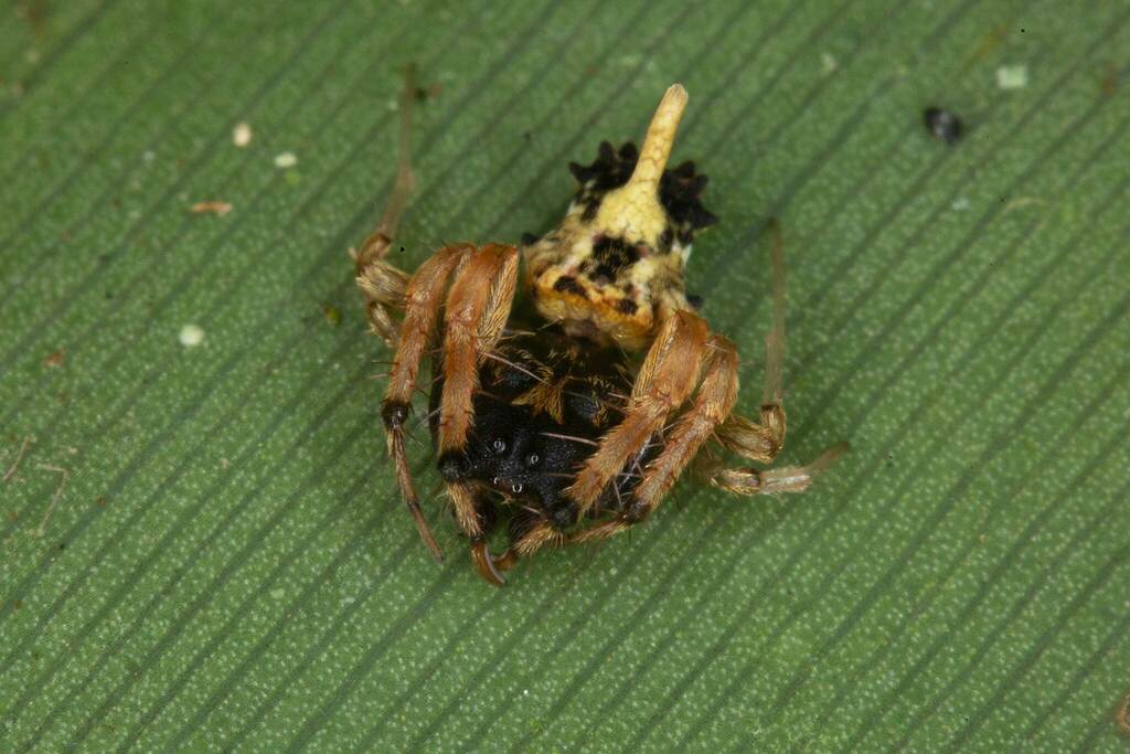 Triangular Spiders from Lake Eacham QLD 4884, Australia on February 4 ...