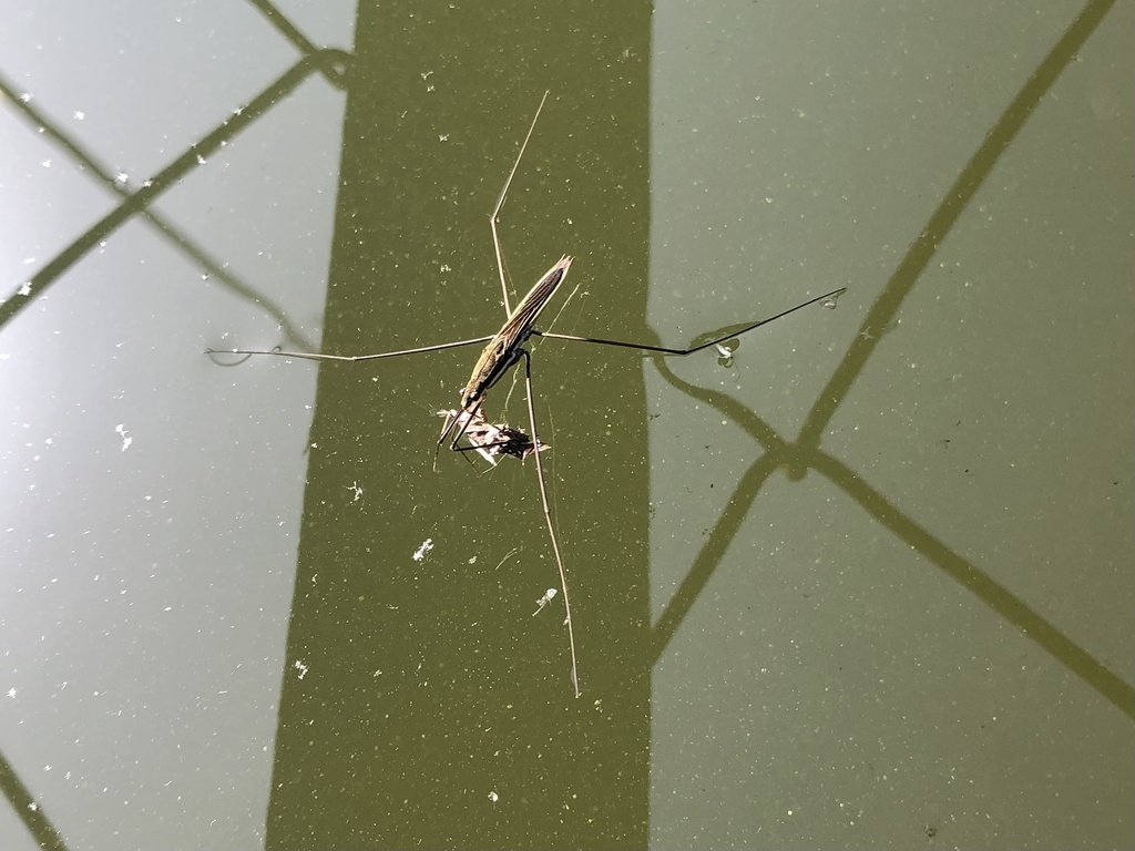 Giant Water Strider in May 2023 by saku_ · iNaturalist