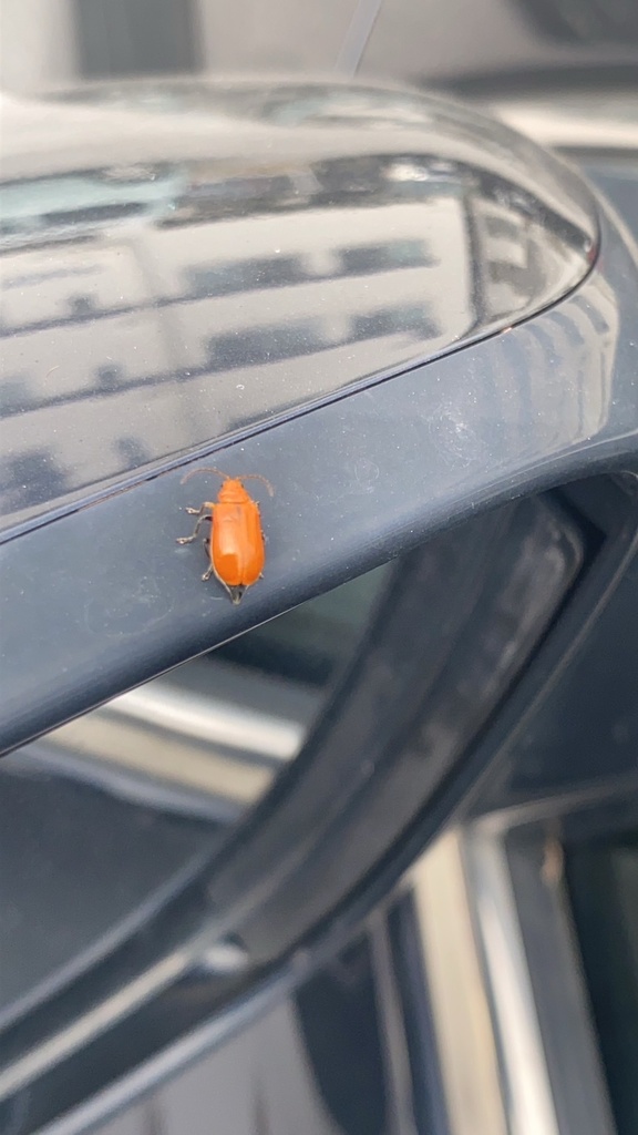 Aulacophora indica from Sunabe, Chatan, Nakagami-Gun, Okinawa, JP on ...