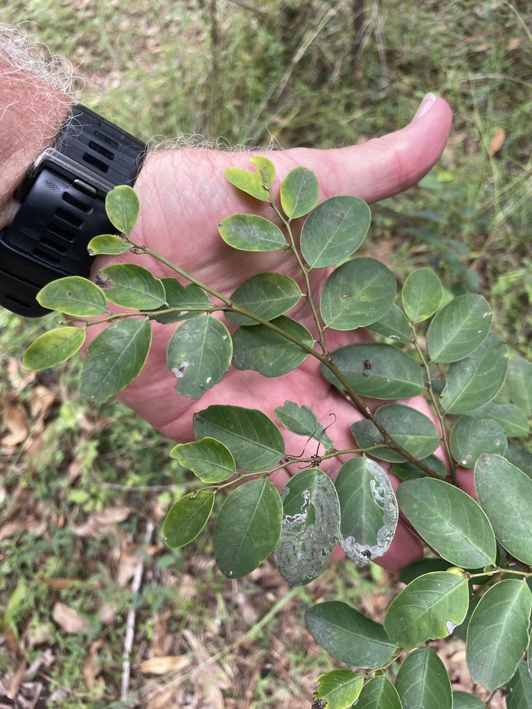 coffee bush from Nymboida, NSW, AU on March 23, 2024 at 01:44 PM by ...