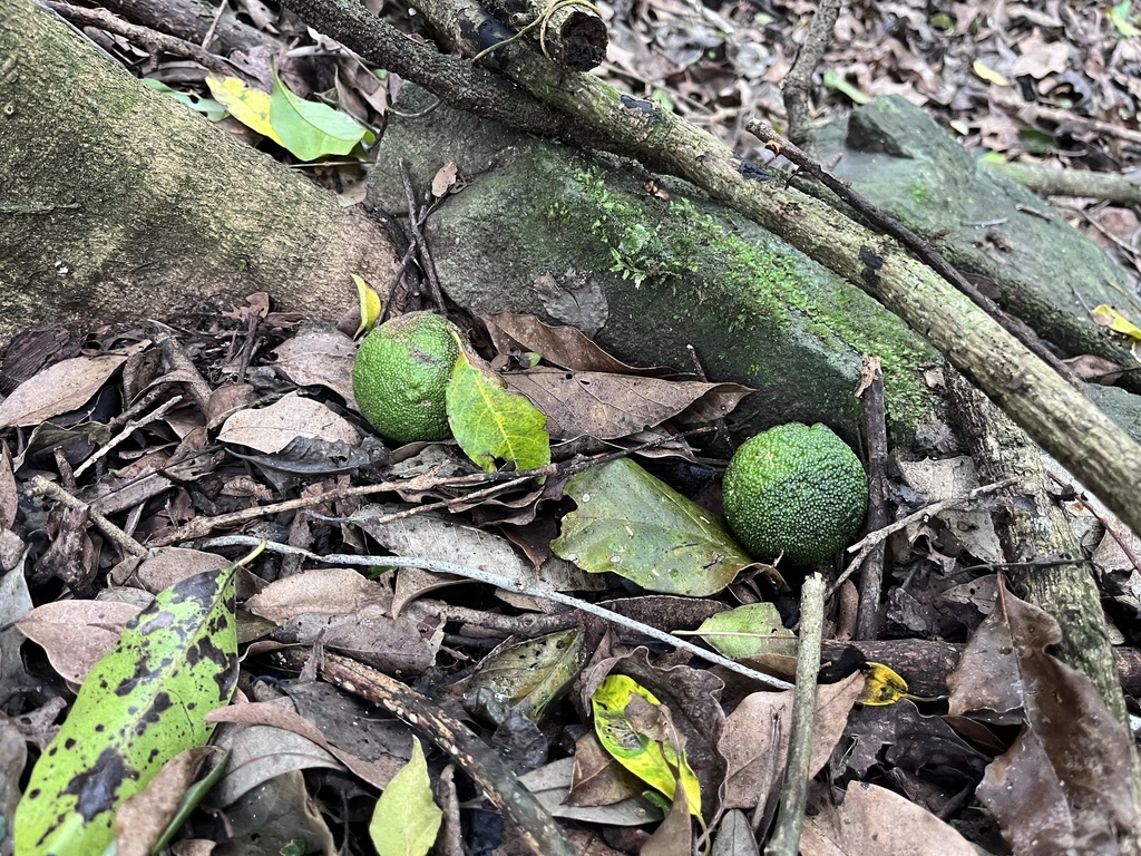 Australian round lime in March 2024 by fabiehen · iNaturalist