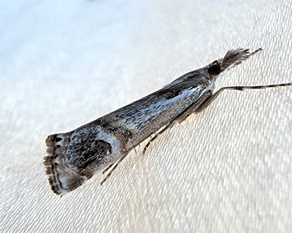 Pasture Webworm from Mandurang VIC 3551, Australia on March 22, 2024 at ...