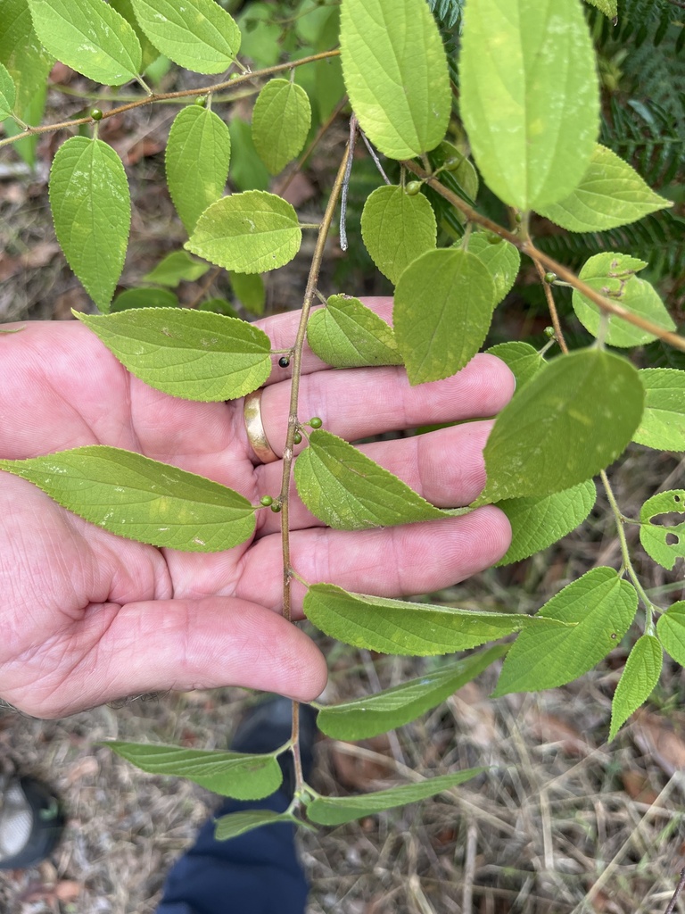 Nettle Tree from Nymboida, NSW, AU on March 23, 2024 at 01:49 PM by ...