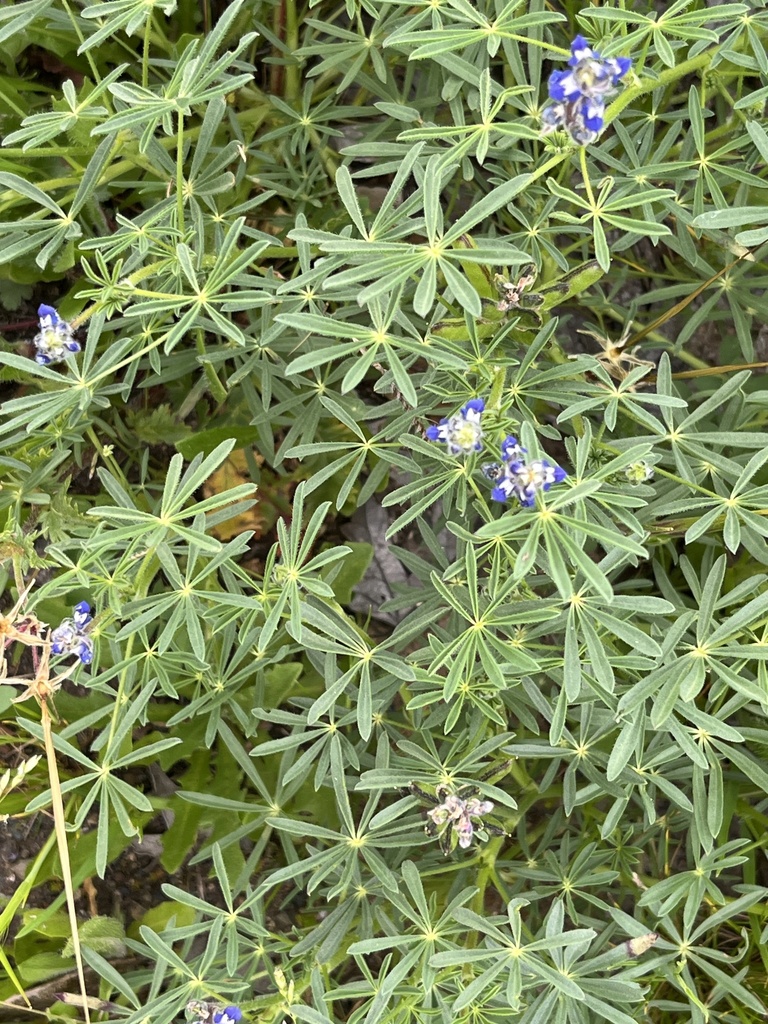 Miniature Lupine from Alta Mesa Rd, Wilton, CA, US on March 22, 2024 at ...