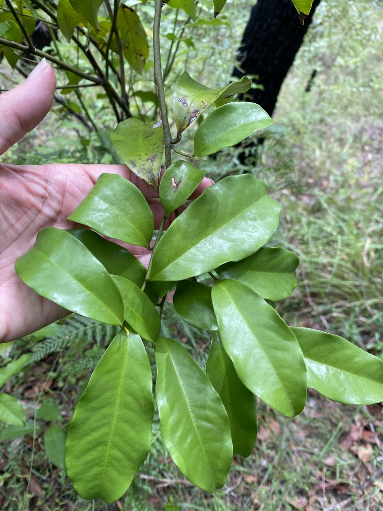 Bolwarra from Nymboida, NSW, AU on March 23, 2024 at 02:04 PM by ...