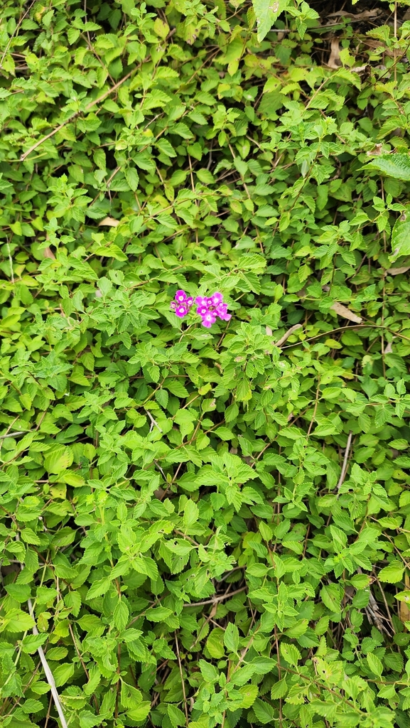 creeping lantana from Lytton QLD 4178, Australia on March 23, 2024 at ...