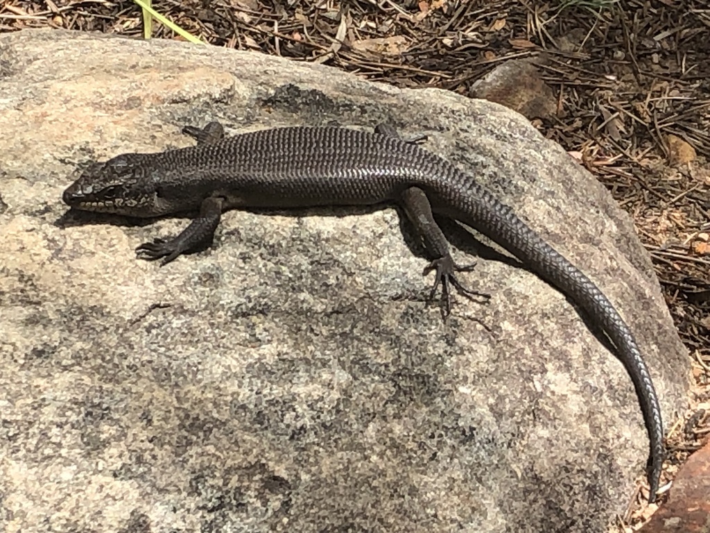 Black Rock Skink from Grampians National Park, Zumsteins, VIC, AU on ...