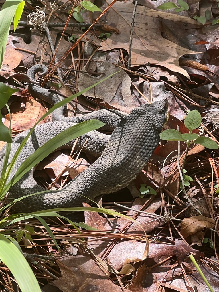 Eastern Hognose Snake from Stoltje Dr, Conroe, TX, US on March 22, 2024 ...