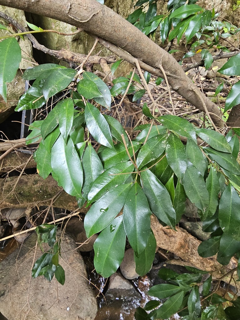 Forest Waterberry in March 2024 by Rob Palmer · iNaturalist