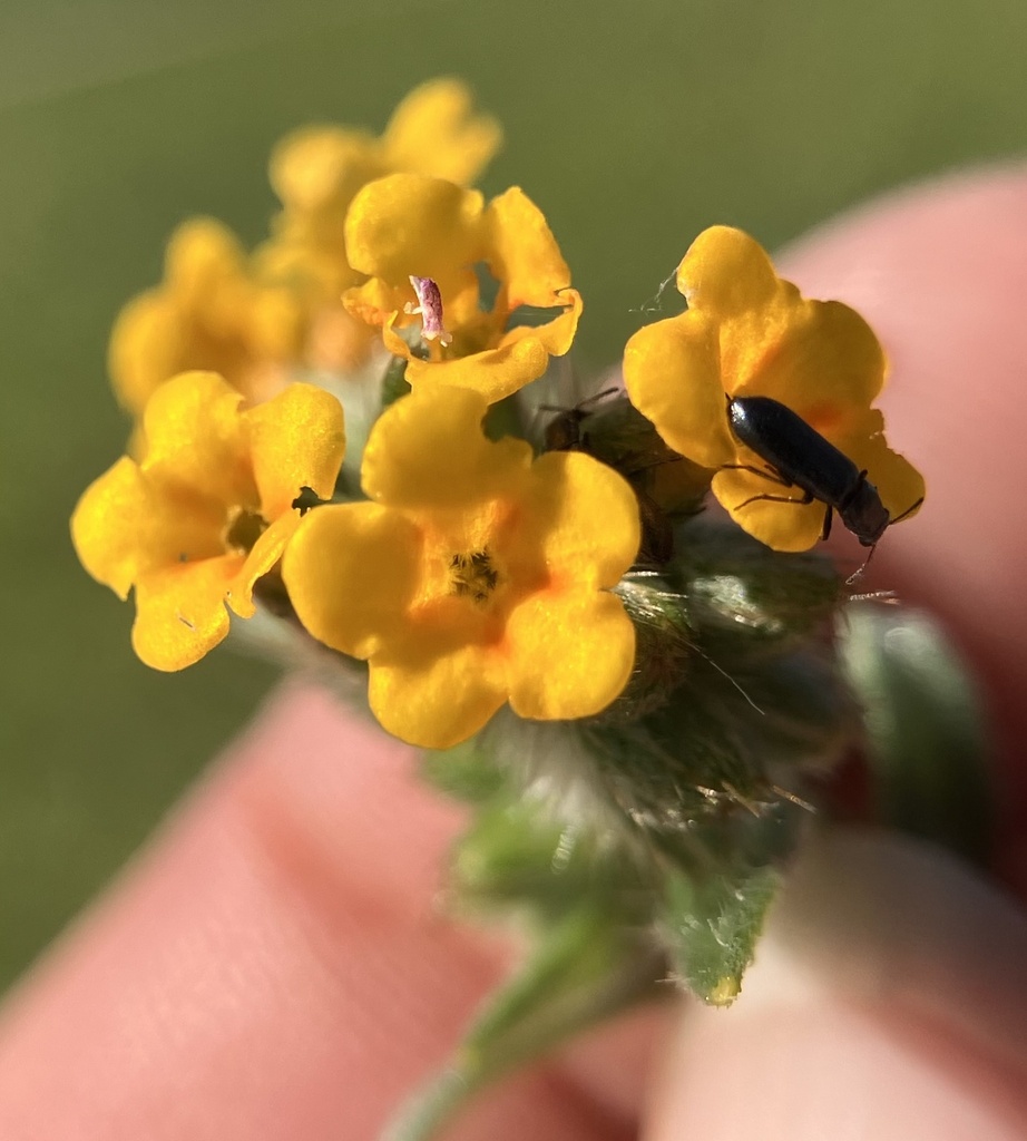 tarweed fiddleneck from Vasco Rd, Brentwood, CA, US on March 22, 2024 ...
