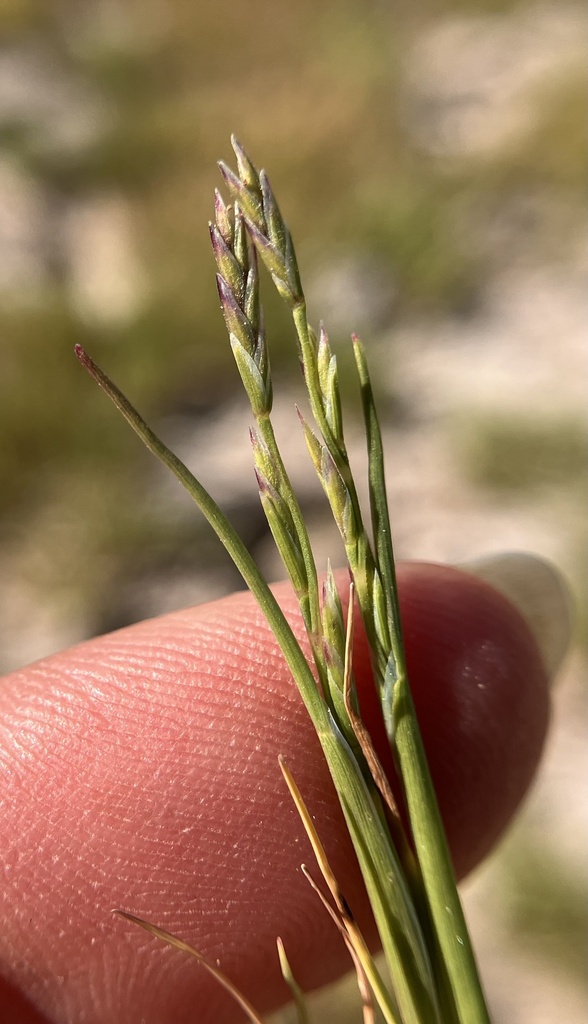 California alkali grass from Brentwood, CA, US on March 22, 2024 at 11: ...