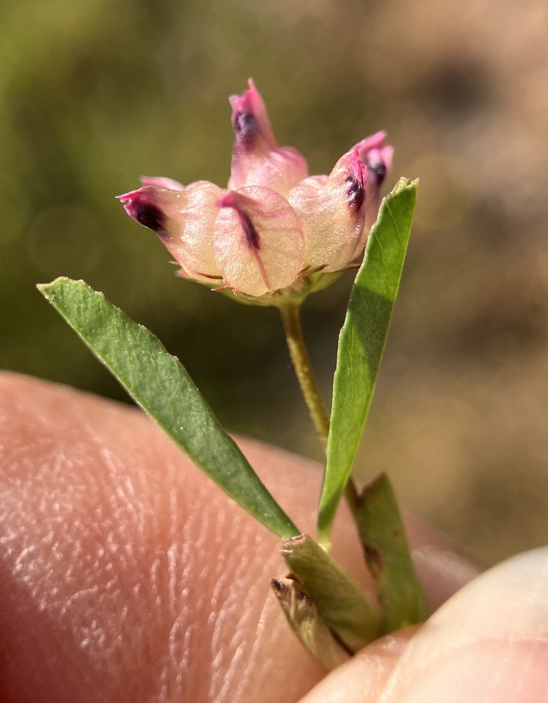 cowbag clover from Brentwood, CA, US on March 22, 2024 at 11:14 AM by ...