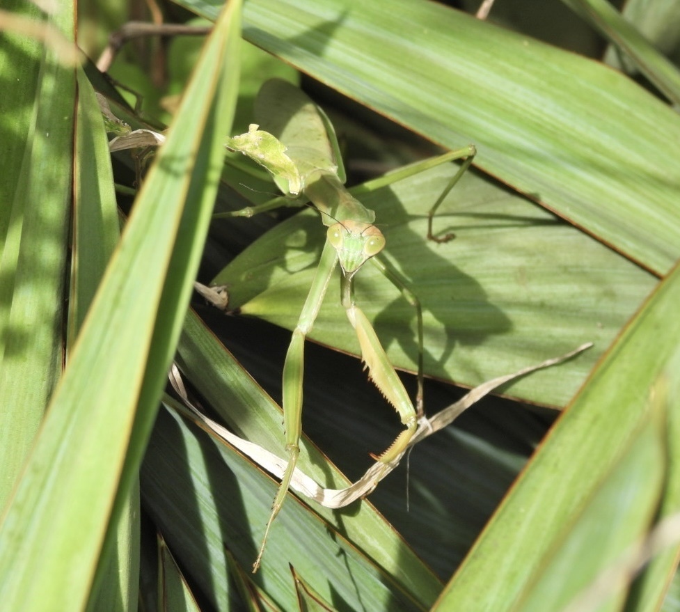 Narrow-winged Mantis in September 2023 by かわう · iNaturalist