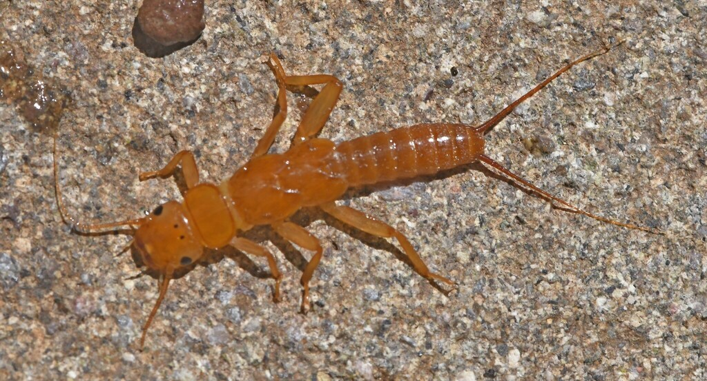 Stoneflies from Yugok-myeon, Uiryeong-gun, Gyeongsangnam-do, South ...