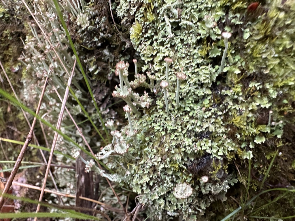Ladder Lichen from Mount Mitchell Rd, Mount Mitchell, NSW, AU on March ...