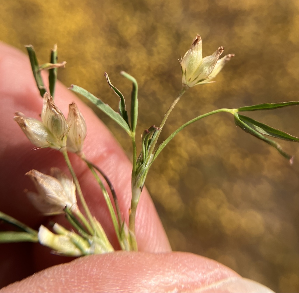 cowbag clover from Brentwood, CA, US on March 22, 2024 at 11:30 AM by ...