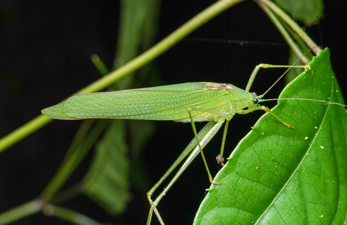 Elimaea brevifissa · NaturaLista Colombia