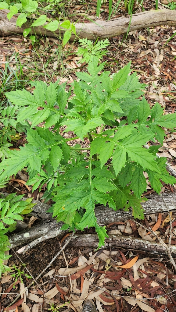 fireweed from Lytton QLD 4178, Australia on March 23, 2024 at 11:04 AM ...