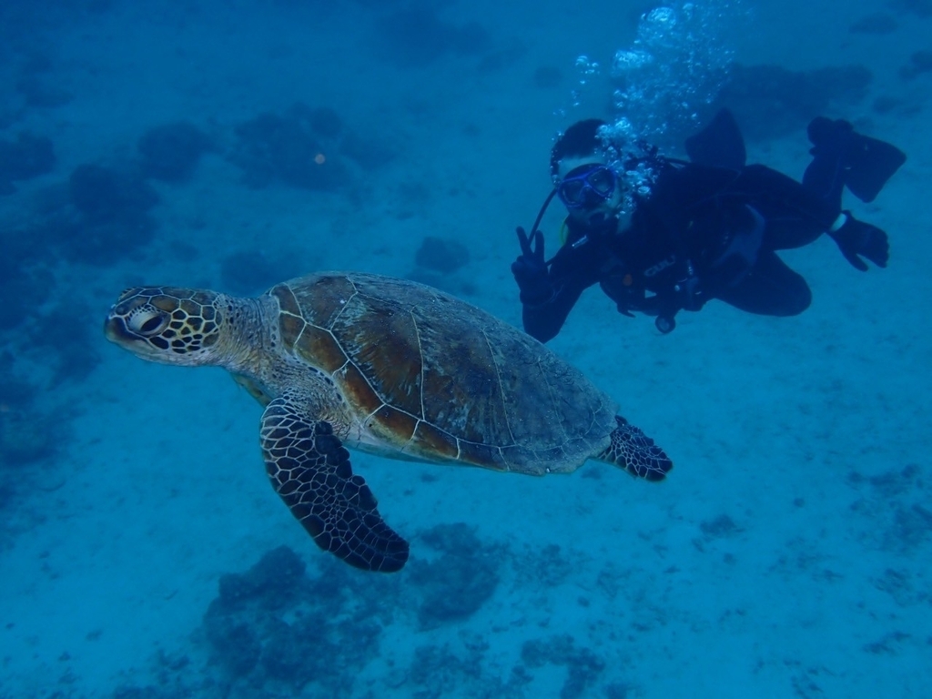 Green Sea Turtle in March 2024 by Brenda Connolly · iNaturalist