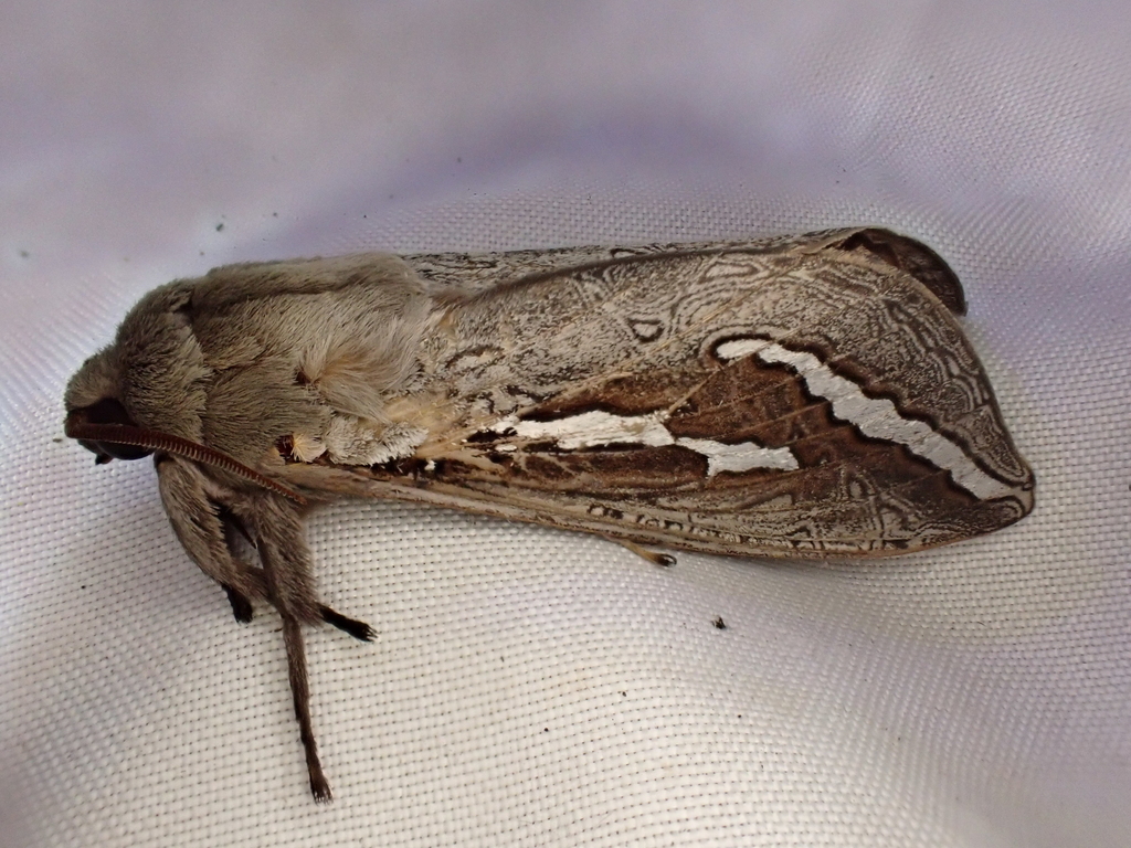 Abantiades rubrus in March 2024 by Mark Hura. 17896 · iNaturalist