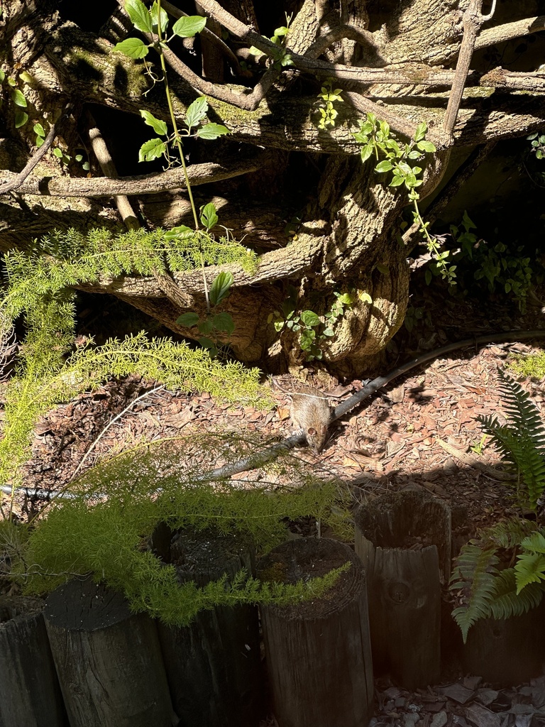 Brown Rat from Millay Pl, Mill Valley, CA, US on March 19, 2024 at 12: ...