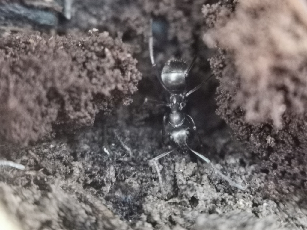 Silky Field Ant from Carroll County, US-IN, US on March 22, 2024 at 07: ...