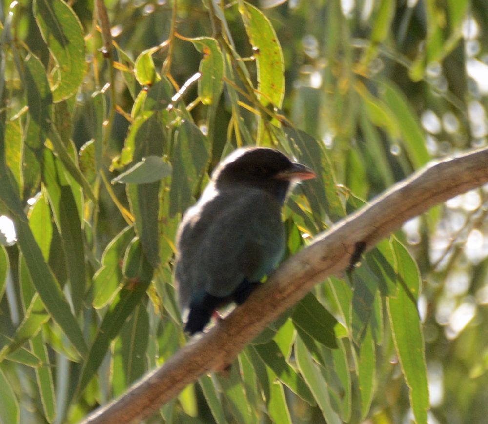 Dollarbird from Mitchell QLD 4465, Australia on March 11, 2024 at 03:03 ...